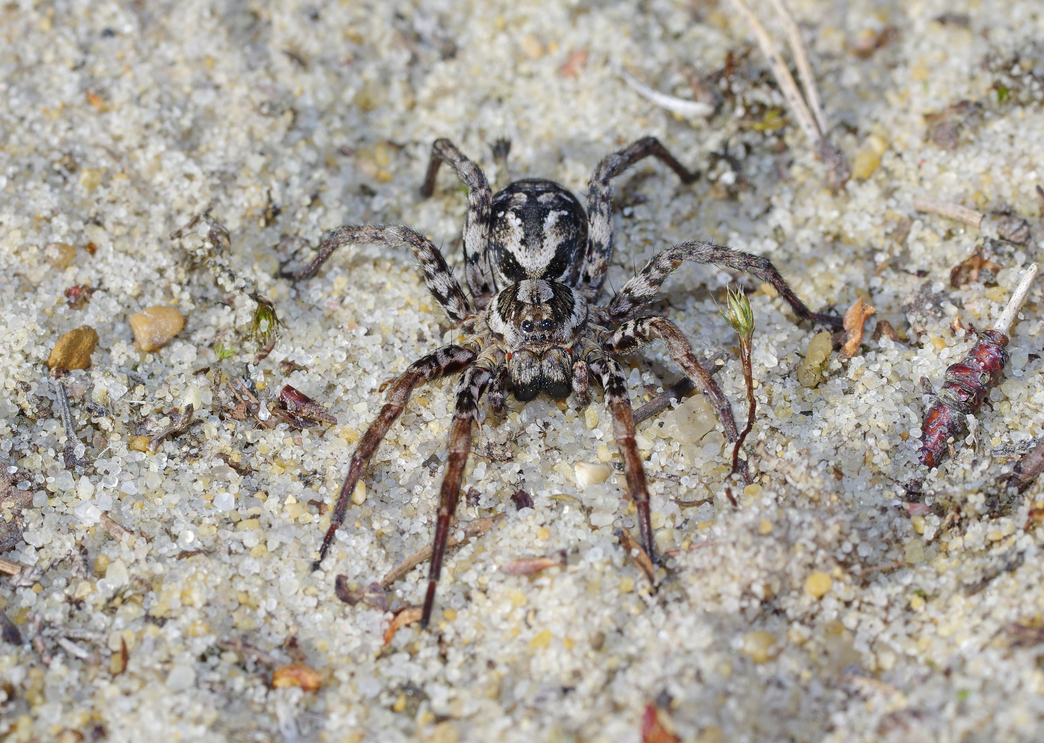 Surrey Wildlife Trust Rediscovers Great Fox-Spiders | Surrey Wildlife Trust